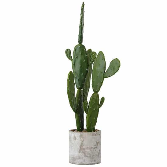 Déco cactus : 18 idées pour un intérieur plein de fantaisie