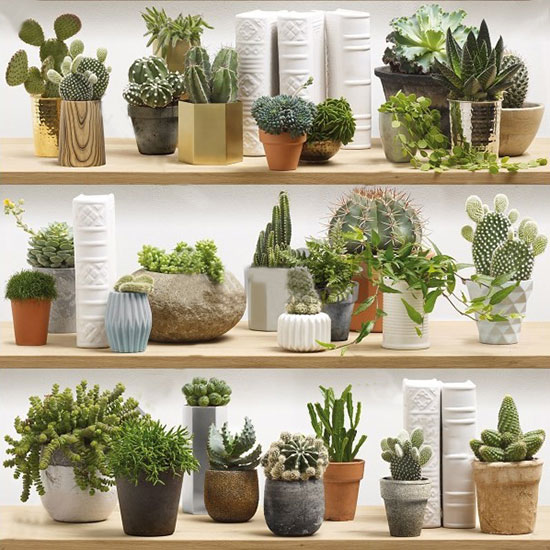 Déco cactus : 18 idées pour un intérieur plein de fantaisie