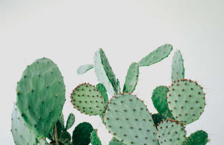 La déco Cactus : Une tendance en plein essor dans nos intérieurs