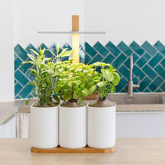 Quel potager d'intérieur choisir pour cultiver ses plants chez soi